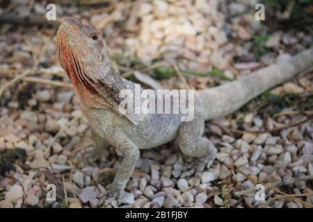 Red Frilled Lizard, Western Australia Stock Photo - Alamy