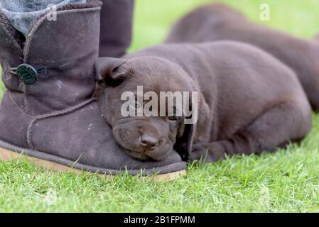 8 week old Chocolate Labrador Retriever standing in snow Stock Photo ...