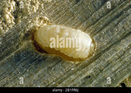 Woodworm or furniture beetle (Anobium punctatum) holes with dust or ...