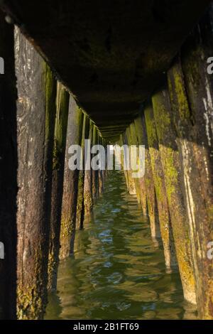 View underneath a wooden peer bridge with mossy green stakes Stock ...