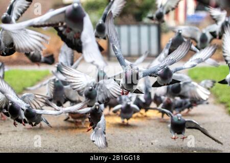 Pigeon, Pigeons, City centre, Street, Nicholson Square, birds Stock ...