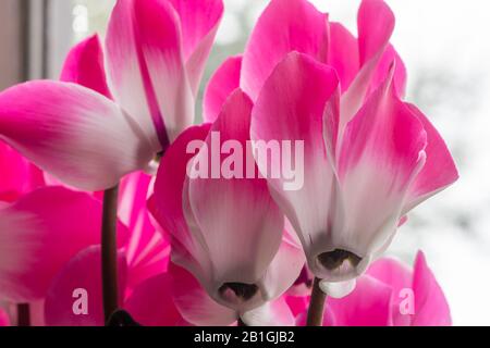 Cyclamen persicum abstract flowers in a row with defocused blur ...