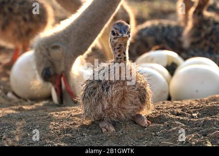 Ostrich (Struthio camelus) chick hatching from egg, Africa, captive ...