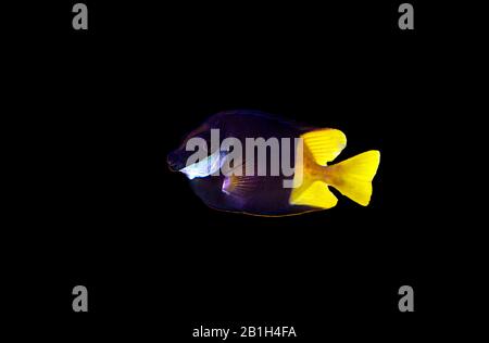 Bicolored foxface (Siganus uspi). Marine fish Stock Photo - Alamy