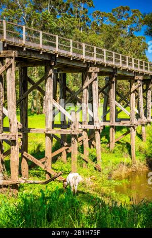 Timboon Rail Trestle Bridge in Victoria, Australia Stock Photo - Alamy