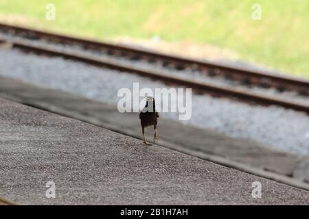 One black Common Myna bird on tree Stock Photo - Alamy