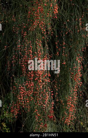 A joint-pine, Ephedra foeminea, in north Greece in autumn, with ripe ...