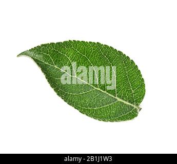 Cherry with leafs isolated on white background Stock Photo - Alamy