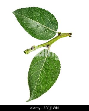 Cherry with leafs isolated on white background Stock Photo - Alamy