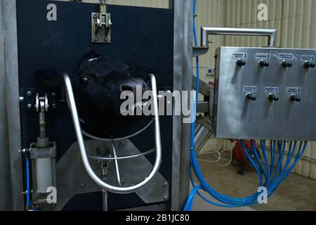 At the slaughterhouse. Stunning pen gate, a caw slaughtered inside ...