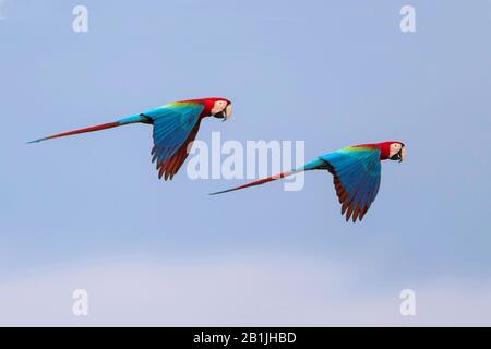 Two red parrots in flight. Macaw flying, green vegetation in background ...