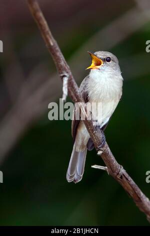 swamp flycatcher (Muscicapa aquatica), male perched in a tall reed stem ...