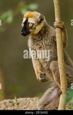 Red-fronted lemur. Red-fronted brown lemur, Southern red-fronted brown ...