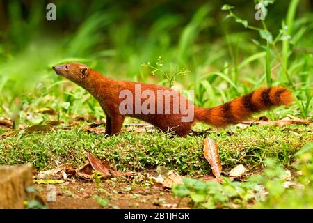 Ring-tailed mongoose Galidia elegans Stock Photo - Alamy