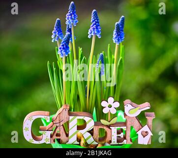 Beautiful hyacinths on color wooden background Stock Photo - Alamy