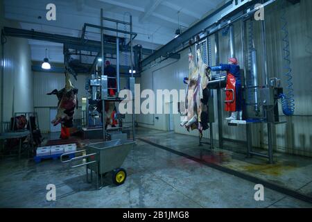 At the slaughterhouse. Butchers skinning carcass of a caw using hoist ...