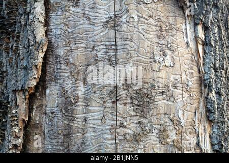 A close up of tree bark showing a knot in the bark Stock Photo - Alamy