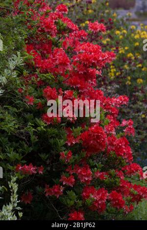 Landscape photograph of beautiful flowers & bushes Stock Photo - Alamy