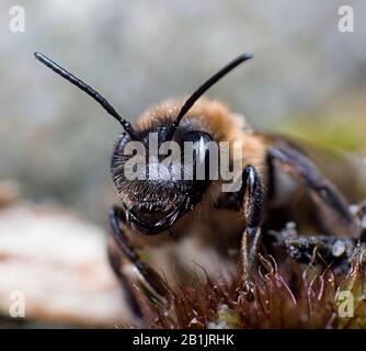 Macro Close up of a bee taking a rest Stock Photo - Alamy