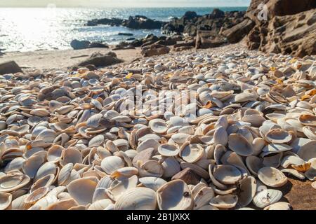 Lots of seashells piled up on a beach along the Fife Coastal Path near ...
