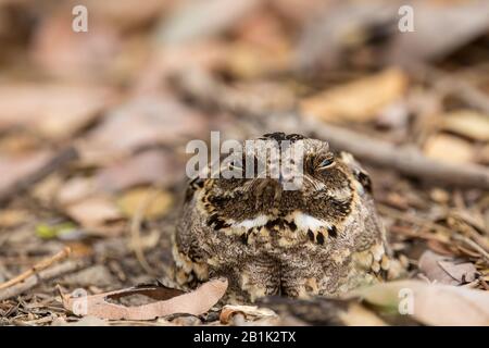 Large-tailed Nightjar ( Caprimulgus macrurus) Sleeping on the ground ...