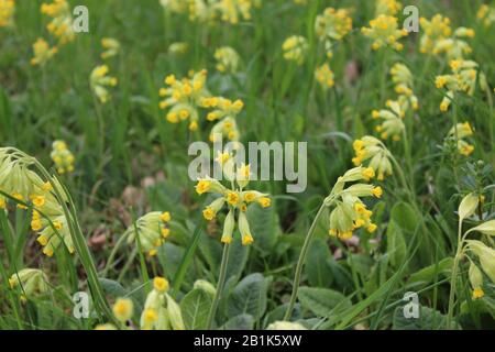 The picture shows a field of cowslips Stock Photo - Alamy
