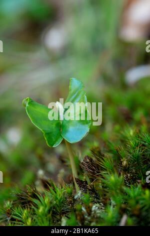 Sapling of Beech tree, Fagus sylvatica, the European beech or common ...