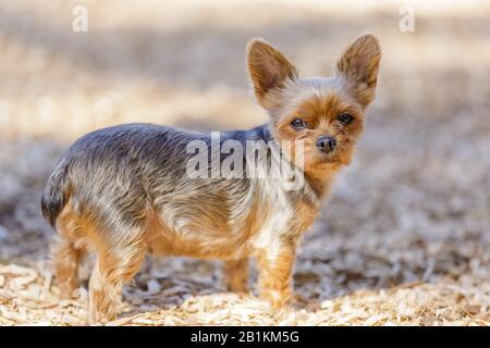 Little cute yorkshire terrier dog on walk outdoors. Shaggy uncombed dog ...