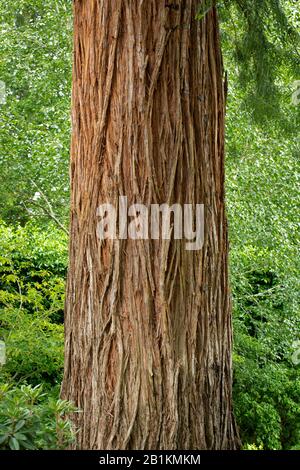 a giant sequoia redwood tree; victoria, british columbia, canada Stock ...