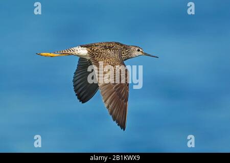 Lesser yellowlegs flight Stock Photo - Alamy