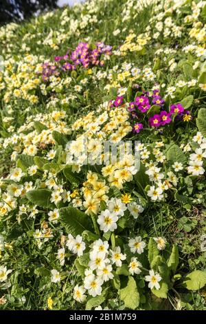Common Primrose Primula vulgaris, Wales Stock Photo - Alamy