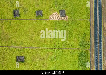 Stone pyramids in sugar cane plantation, Mauritius Island, Mauritius ...