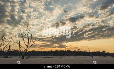 Dead coastal tree stands at the shore of Bay of Bengal in Kuakata ...