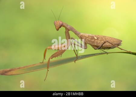 Common Green Mantis (Sphodromantis gastrica Stock Photo - Alamy