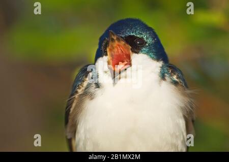 Close-up of Tree Swallow Stock Photo - Alamy