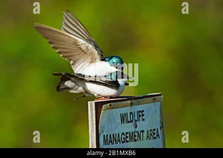 Mating tree swallows Stock Photo - Alamy