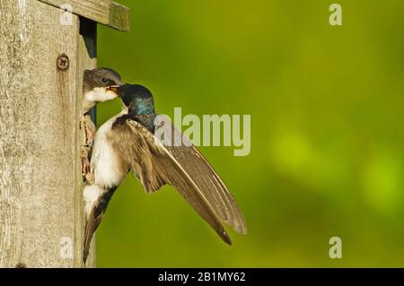Parenting tree swallows Stock Photo - Alamy