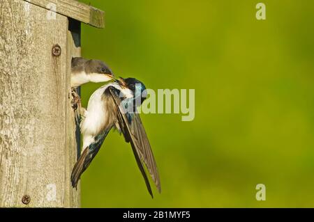 Parenting tree swallows Stock Photo - Alamy