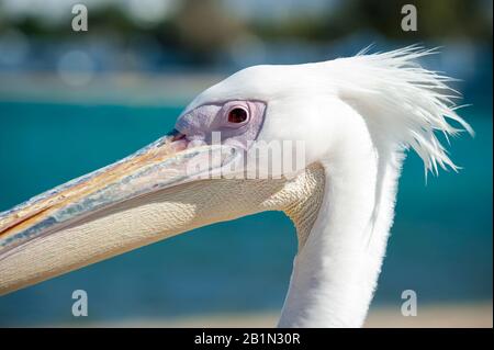 Resident white pelican, Mykonos, Greece Stock Photo - Alamy