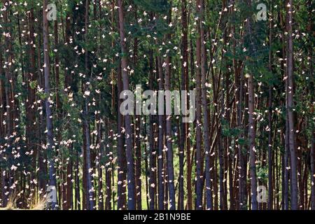 Swarm of Desert Locusts in 2020 Ethiopia Stock Photo - Alamy