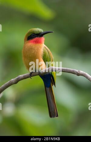 Red-throated bee-eaters, Merops bullocki, the Gambia Stock Photo - Alamy