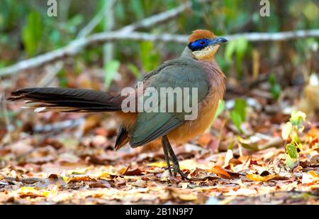 Red-capped coua, endemic bird of Madagascar Stock Photo - Alamy