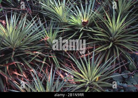 Ground Bromelia (Bromelia humilis), Netherlands Antilles, Curacao Stock ...