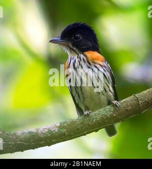 rufous-sided broadbill (Smithornis rufolateralis), perched on a branch ...