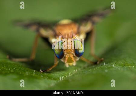 fruit flies (Tephritidae, Trypetidae), on a leaf, Spain, Valencia ...