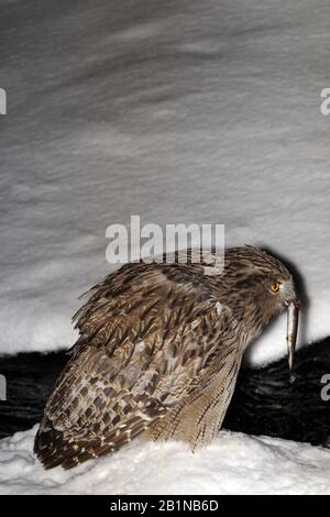 Blakiston's fish owl, bird hunting in fish in cold water creek, unique ...