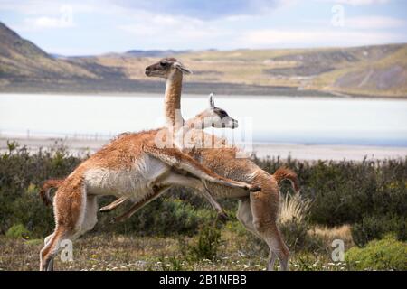 Two male Guanacos fighting in Torres del Paine national park, Patagonia ...