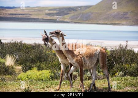Two male Guanacos fighting in Torres del Paine national park, Patagonia ...