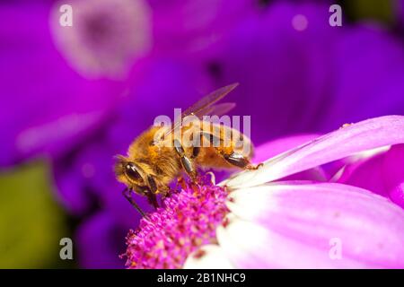 industrious insect the honey bee Stock Photo - Alamy
