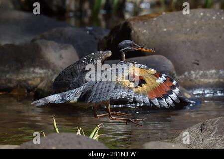 Sunbittern in flight Stock Photo - Alamy